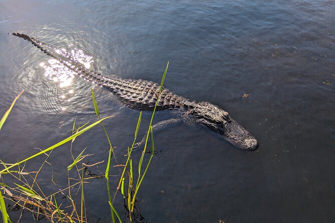 Visit the Everglades in French with Transfer and 1h30 Airboat - A Detailed Look at the Everglades Tour