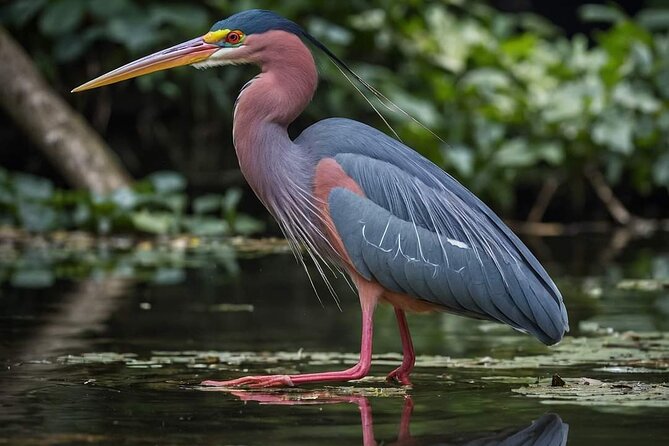 Visit the Everglades in French with Transfer and 1h30 Airboat - Final thoughts
