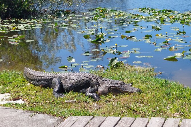 Visit to the Everglades in French - Additional Considerations