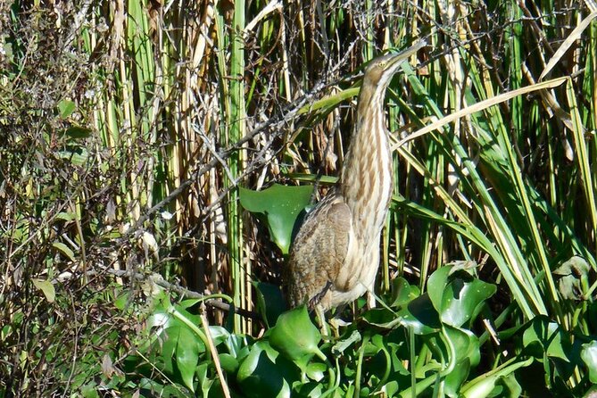 Waccamaw River Nature and Wildlife Tour - Wildlife and Nature Highlights