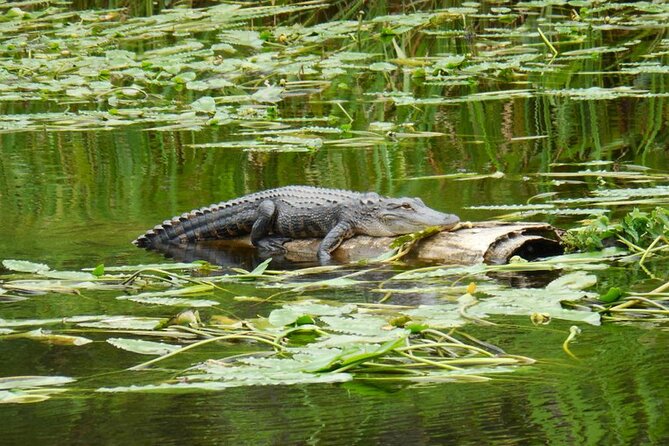 Waccamaw River Nature and Wildlife Tour - Practical Details: Booking, Cost, and Duration