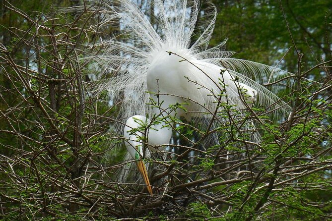 Waccamaw River Nature and Wildlife Tour - The Sum Up: Is It Worth It?