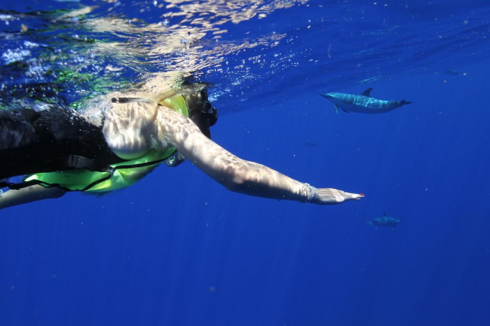Waianae, Oahu: Swim with Dolphins (Semi-Private Boat Tour) - Is This Tour Worth the Price?