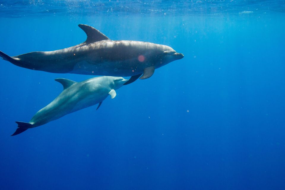 Waianae, Oahu: Swim with Dolphins (Semi-Private Boat Tour) - Who Should Consider This Tour?