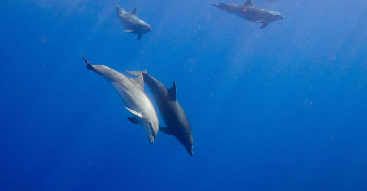 Waianae, Oahu: Swim with Dolphins (Semi-Private Boat Tour) - FAQs