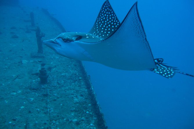 Waikiki 2 Tank World Class Wreck SCUBA Diving - Certified Only - Practical Tips for Booking and Preparing