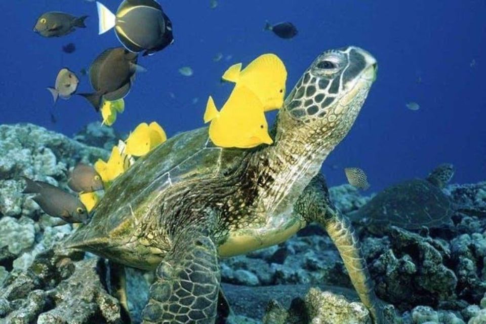Waikiki Beach: Turtle Snorkeling and Sailing on Hwea - Key Points  