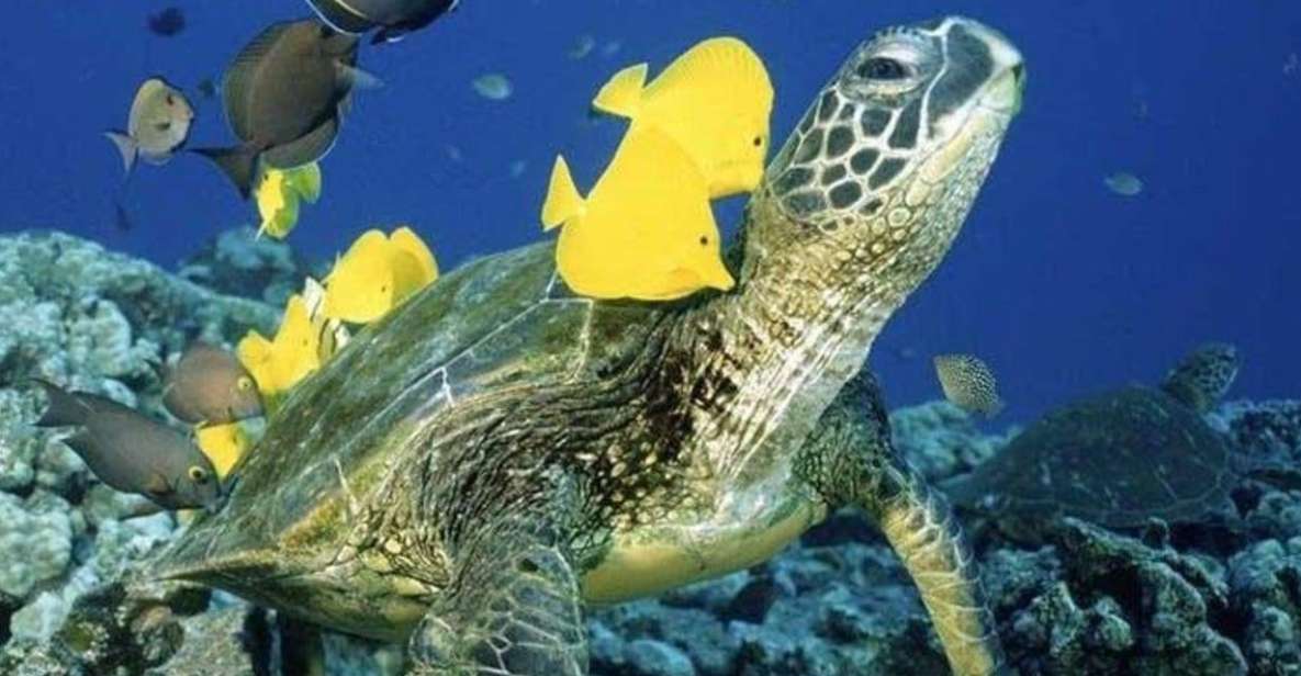 Waikiki Beach: Turtle Snorkeling and Sailing on Hwea - The Practicalities: What to Know Before Booking