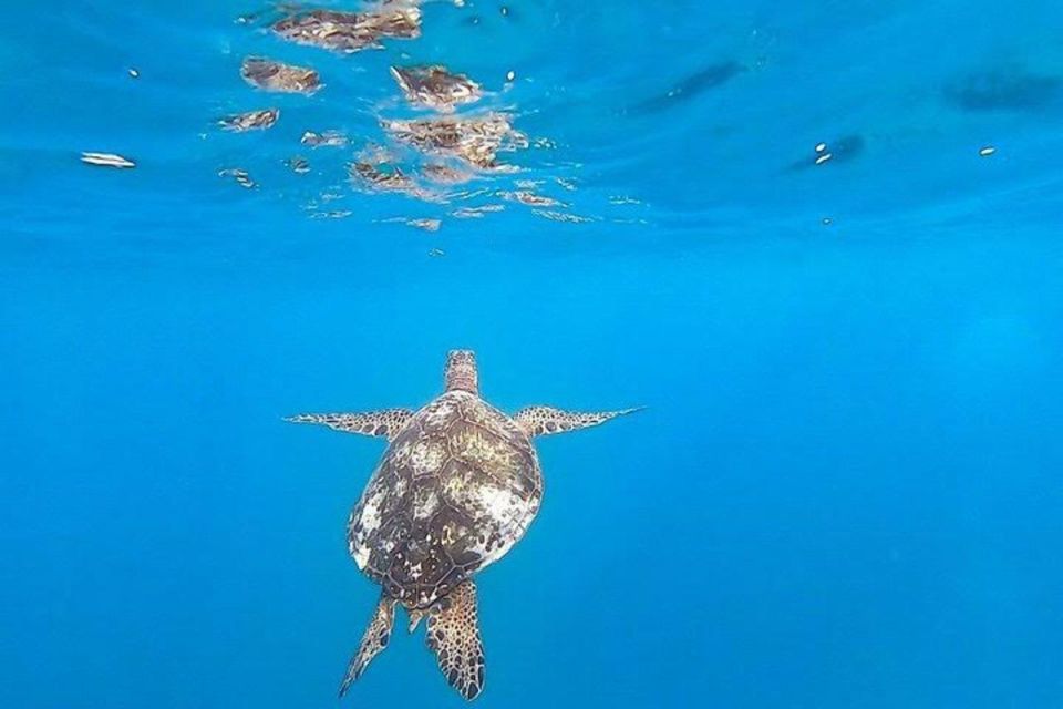 Waikiki Beach: Turtle Snorkeling and Sailing on Hwea - FAQs