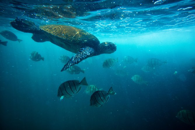 Waikiki Catamaran Adventure: Snorkel with Sea Turtles - Who Is This Tour Best For?