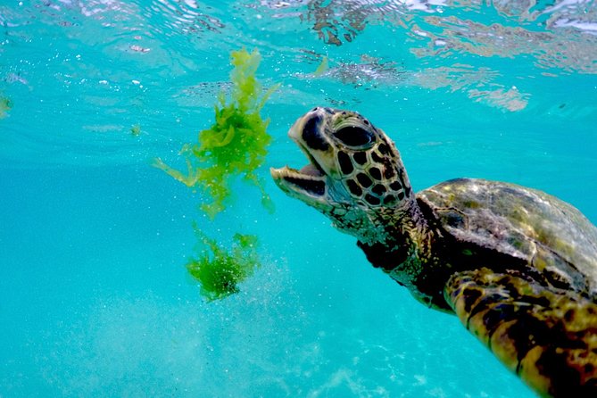 Waikiki Catamaran Adventure: Snorkel with Sea Turtles - The Sum Up