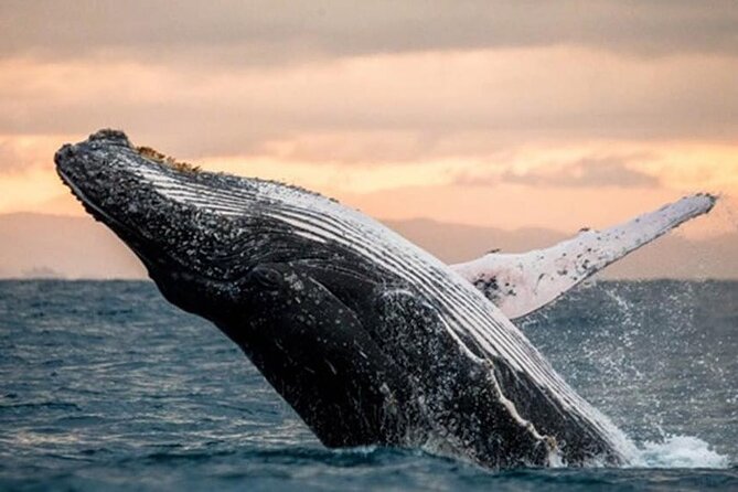 Waikiki Glass Bottom Boat Cruise - Who Will Love This Experience?