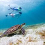 Waikiki Green Sea Turtle Snorkeling Tour - Boat Excursion - Why We Think This Tour Stands Out