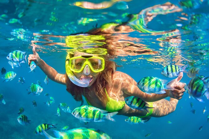 Waikiki Green Sea Turtle Snorkeling Tour - Boat Excursion - The Itinerary in Detail