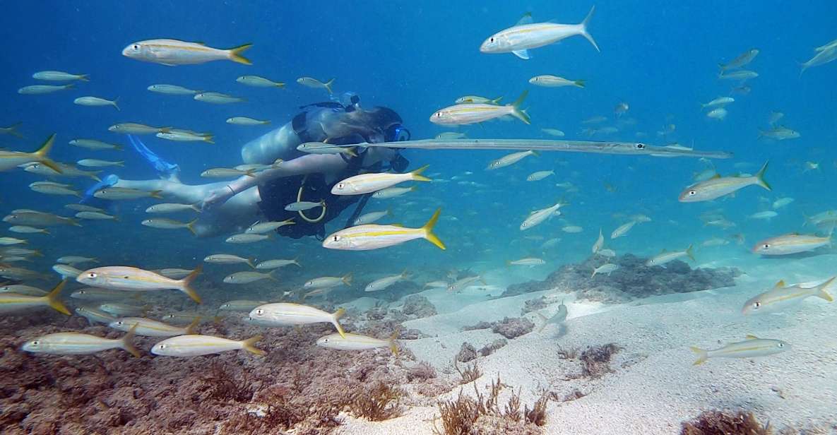 Waikiki: Honolulu Beginner Scuba Diving with Videos - Key Points