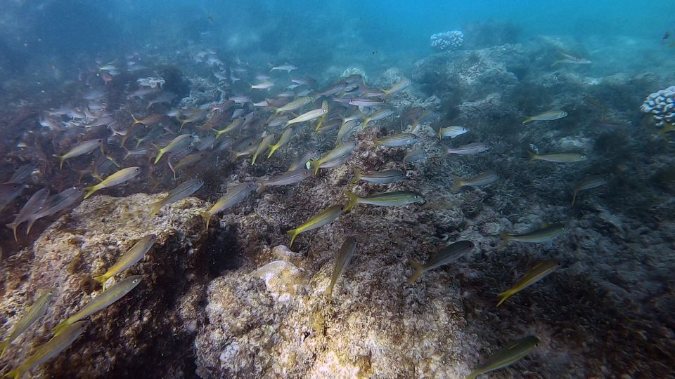 Waikiki: Honolulu Beginner Scuba Diving with Videos - What to Expect from the Honolulu Beginner Scuba Tour