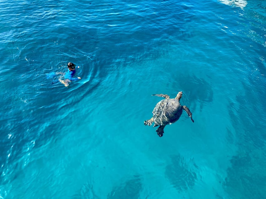Waikiki: Sea Turtle Snorkeling, Small Group Boat Tour - Exploring the Waikiki: Sea Turtle Snorkeling, Small Group Boat Tour