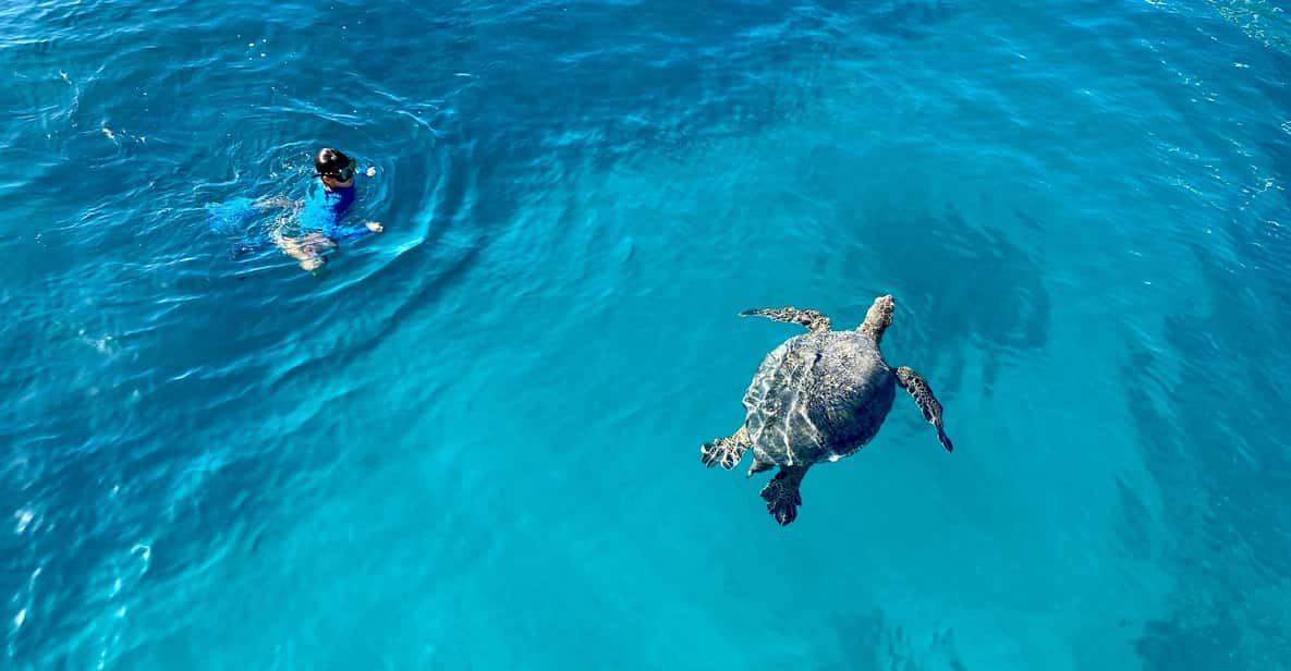 Waikiki: Sea Turtle Snorkeling, Small Group Boat Tour - Key Points