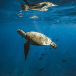 Waikiki: Sea Turtle Snorkeling, Small Group Boat Tour - What Makes This Tour Unique?