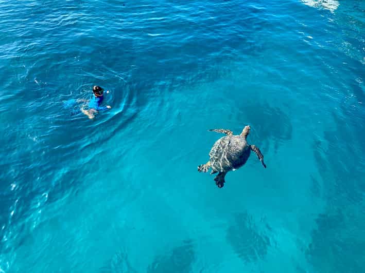 Waikiki: Sea Turtle Snorkeling, Small Group Boat Tour - The Itinerary Breakdown