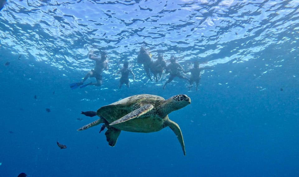 Waikiki: Sea Turtle Snorkeling, Small Group Boat Tour - Who Should Consider This Tour?