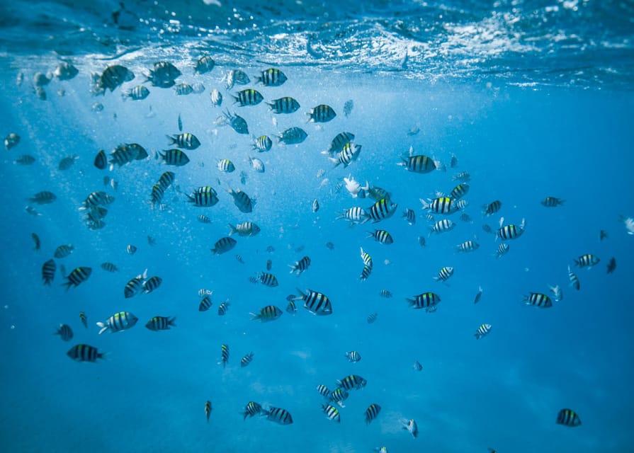 Waikiki: Sea Turtle Snorkeling, Small Group Boat Tour - Final Thoughts