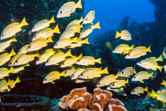 Waikiki small group turtle snorkeling & sailing - The Itinerary: What You Can Expect