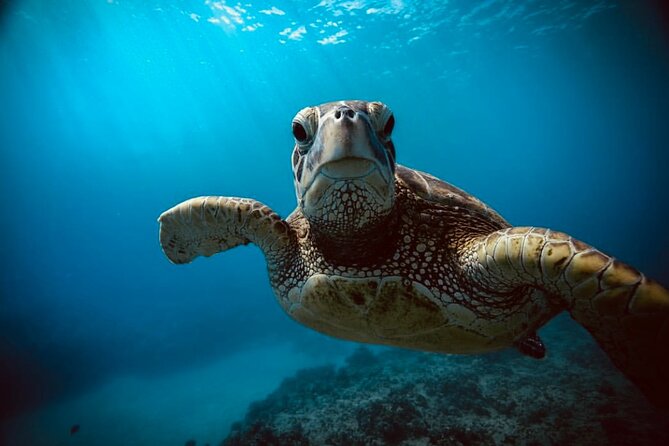 Waikiki small group turtle snorkeling & sailing - Why Travelers Love This Experience