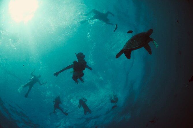 Waikiki Snorkel Tour - The Experience in Detail: What You Can Expect