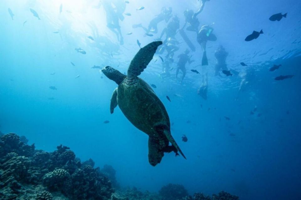 Waikiki: Snorkel Tour with Hawaiian Green Sea Turtles - An In-Depth Look at the Waikiki Snorkel Tour