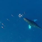 Waikiki Sunset Cruise Catamaran Boat Tour on Oahu - Practical Tips for Your Cruise