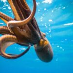 Waikiki: Sunset Snorkeling Adventure - What to Expect from This Snorkeling Adventure