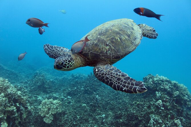 Waikiki Turtle Canyon Snorkeling with Hula Show - The Downside: What to Consider