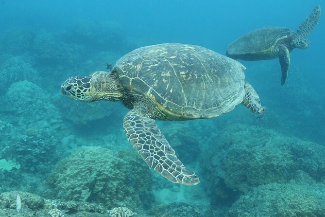 Waikiki Turtle Canyon Snorkeling with Hula Show - Who Should Book This Tour?