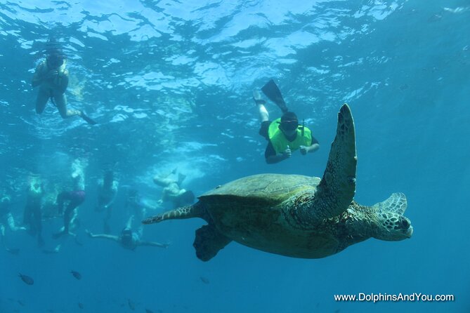 Waikiki Turtle Canyon Snorkeling with Hula Show - Frequently Asked Questions