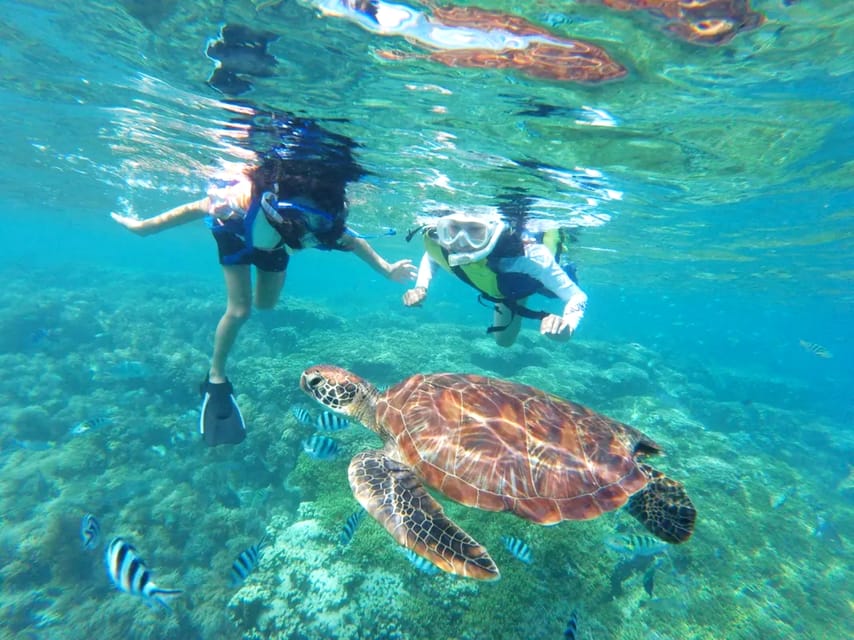 Waikiki: Turtle Snorkeling Cruise with 20ft Jumping Platform - Key Points
