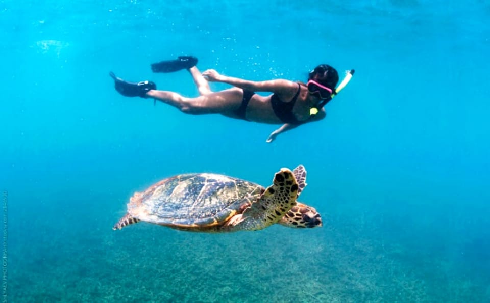 Waikiki: Turtle Snorkeling Cruise with 20ft Jumping Platform - Is This Tour Worth the Price?
