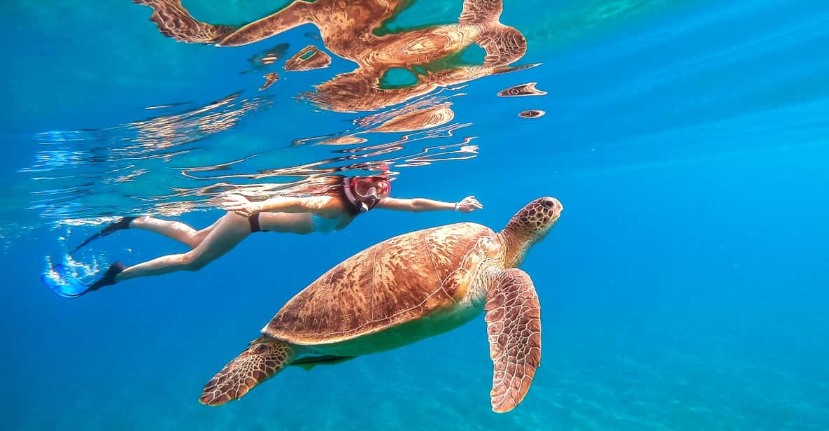 Waikiki: Turtle Snorkeling Cruise with 20ft Jumping Platform - The Sum Up: Is This Tour Right for You?
