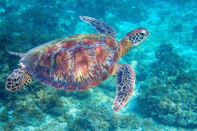 Waikiki Turtle Snorkeling Tour - What You Can Expect on the Day