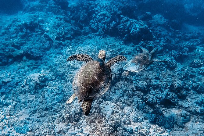 Waikiki Turtle Snorkeling Tour - The Sum Up
