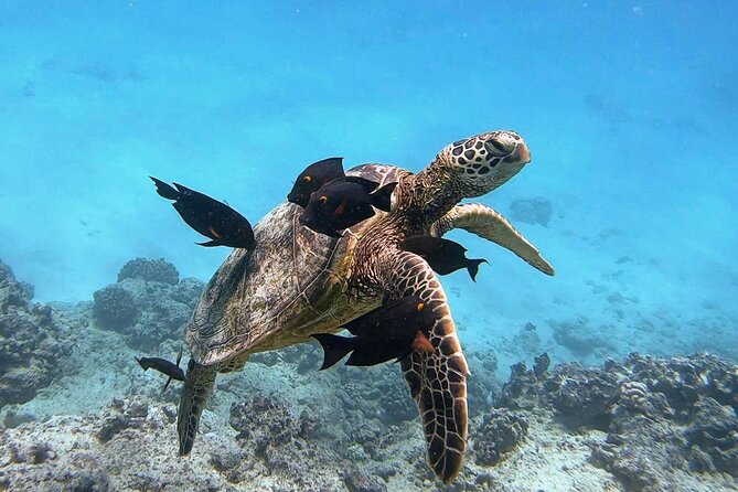Waikiki Turtle Snorkeling Tour - FAQs