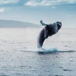 Waikiki Whale Watching Cruise - Final Thoughts