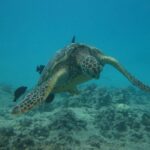 Waikoloa Catamaran Morning Snorkel Inluding Lunch - The Details: What to Expect from the Waikoloa Catamaran Tour