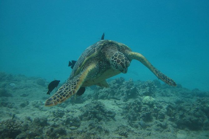 Waikoloa Catamaran Morning Snorkel Inluding Lunch - The Details: What to Expect from the Waikoloa Catamaran Tour