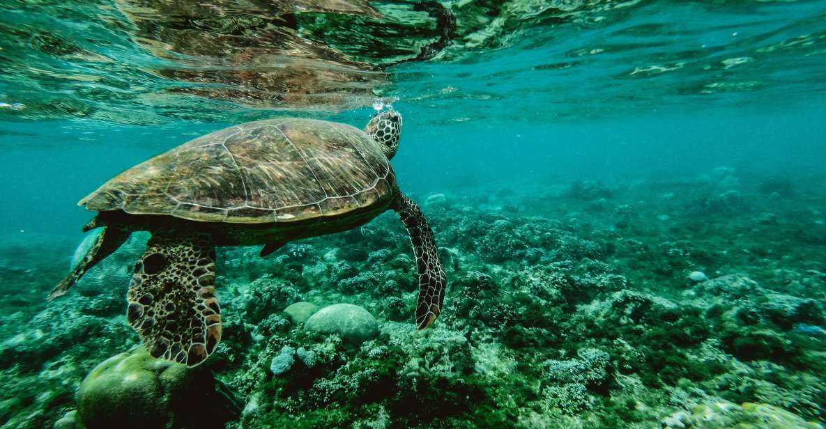 Wailea: Turtle Town Snorkeling Trip with Photo and Video - Introduction: What We Think About the Wailea Turtle Town Snorkeling Trip