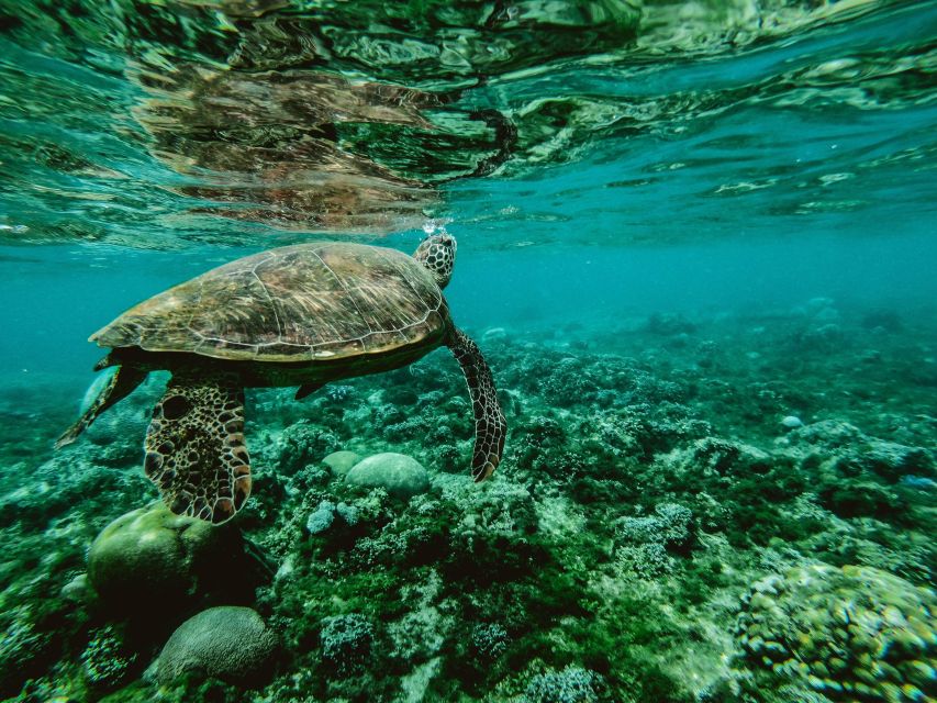 Wailea: Turtle Town Snorkeling Trip with Photo and Video - Key Points