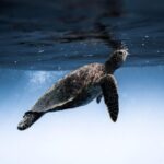 Wailea: Turtle Town Snorkeling Trip with Photo and Video - The Full Breakdown: What Makes This Tour Stand Out
