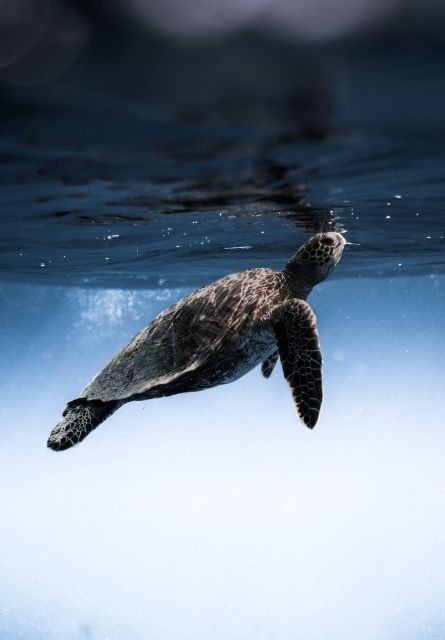 Wailea: Turtle Town Snorkeling Trip with Photo and Video - The Full Breakdown: What Makes This Tour Stand Out