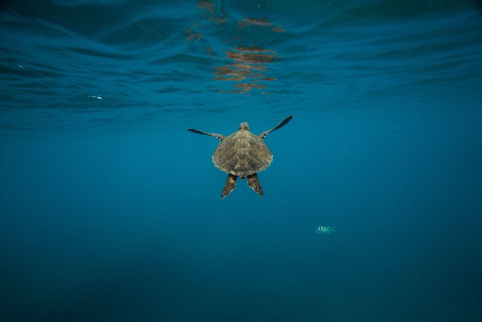 Wailea: Turtle Town Snorkeling Trip with Photo and Video - Who Should Consider This Tour?