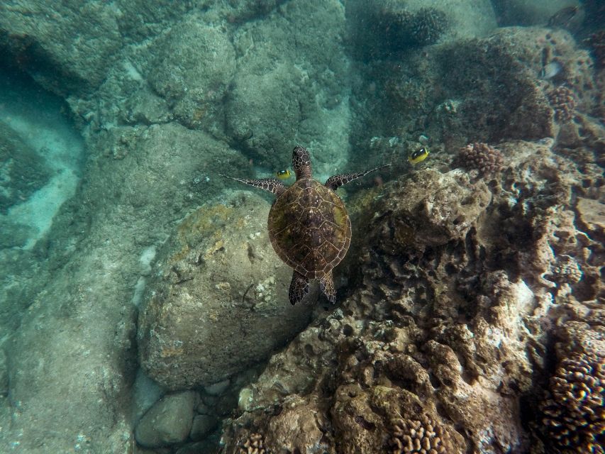 Wailea: Turtle Town Snorkeling Trip with Photo and Video - Final Thoughts